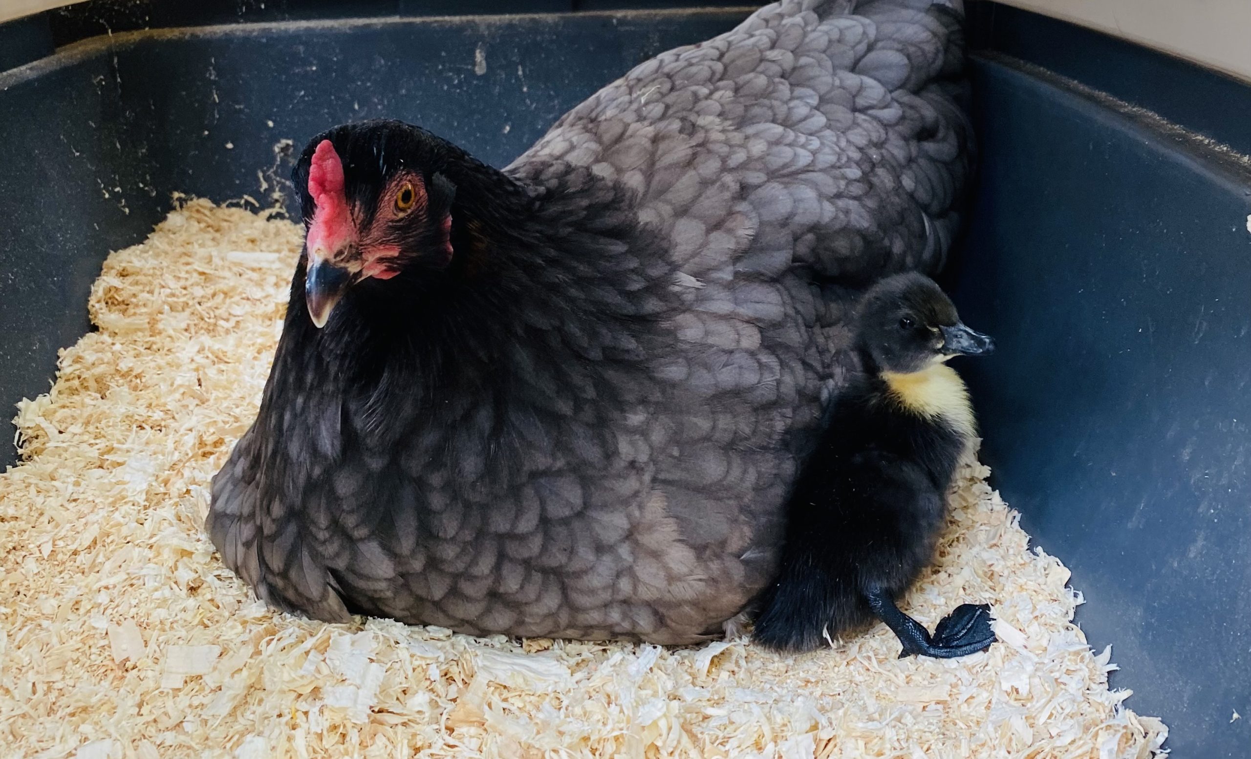 The Changeling: How our chicken wound up raising a duck - Riverbank Acres