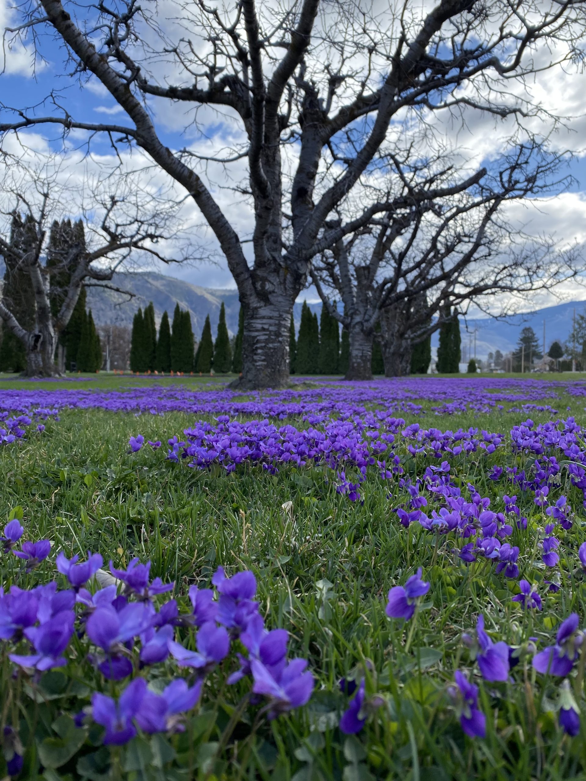 Violet Mania: How to grow, cook and eat violets - Riverbank Acres